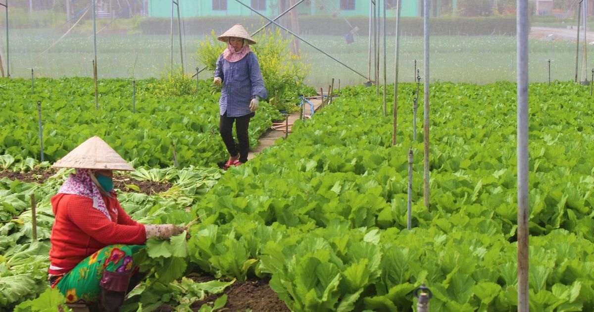 Người dân bỏ lúa trồng rau, thu nhập tăng nhiều lần