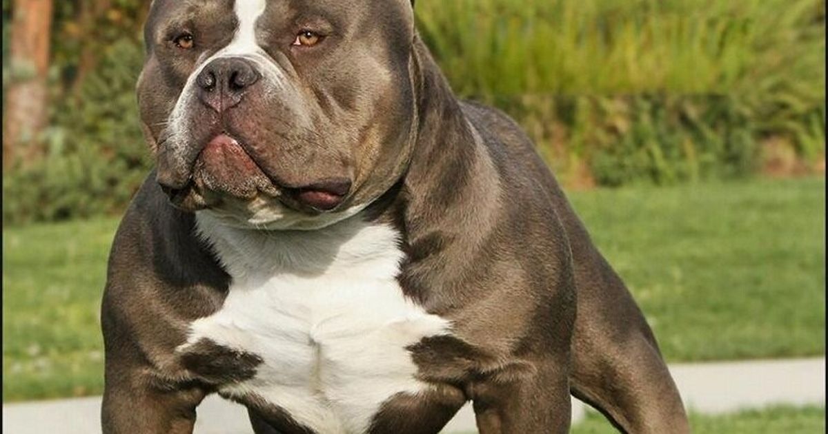Những điều cần biết về thú cưng nuôi trong gia đình (Kỳ 4): 3 giai đoạn ...